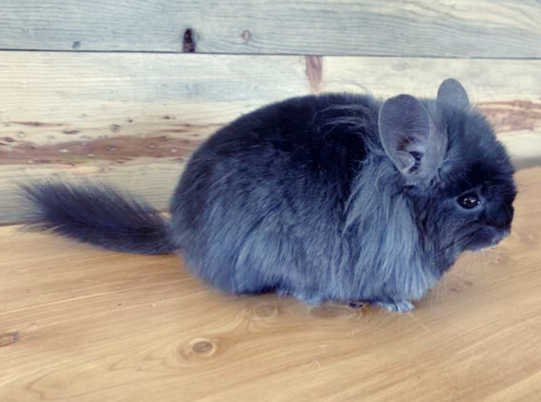 Everything You Need to Know About Royal Persian Angora Chinchillas ...