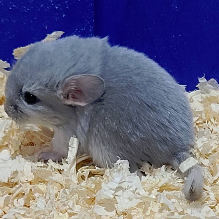 Chinchilla Breeds and Color Variations: A Comprehensive Guide - ChinHelp
