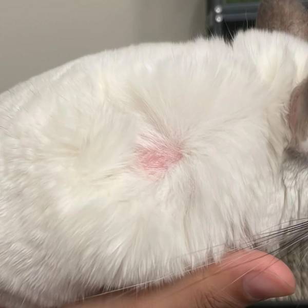 Don't Panic: Common Causes of Hair Loss in Chinchillas - ChinHelp