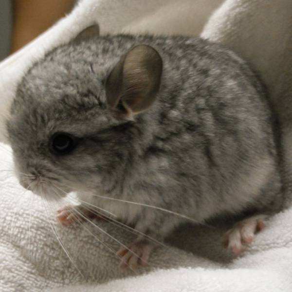 Chinchilla Breeds and Color Variations: A Comprehensive Guide - ChinHelp