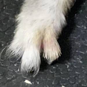 Bumblefoot in Chinchillas: How to Prevent and Treat This Painful ...